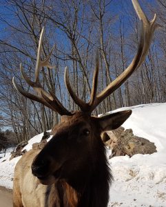 PARC OMEGA : L'hiver c’est magnifique! - Sortiedefamille.ca